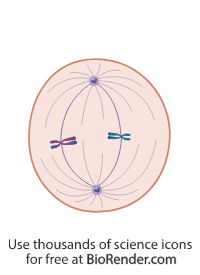 Free Meiosis (09. Prometaphase II, B) Icons, Symbols & Images | BioRender