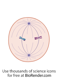 Free Meiosis (09. Prometaphase II, A) Icons, Symbols & Images | BioRender