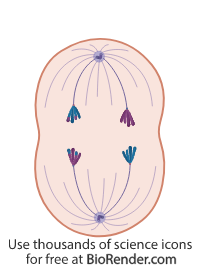 Free Meiosis (05. Anaphase I) Icons, Symbols & Images | BioRender
