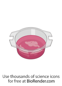 Free Permeable support insert (mouse brain, sagittal slices) Icons ...