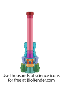 Free Type 3 secretion system (cross-section) Icons, Symbols & Images ...