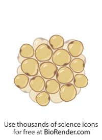 Free Adipose tissue Icons, Symbols & Images | BioRender