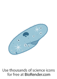 Free Paramecium Icons, Symbols & Images | BioRender