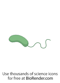 Free Vibrio cholerae 1 Icons, Symbols & Images | BioRender