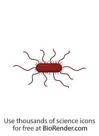 Free Bacillus (peritrichous flagella, pili) Icons, Symbols & Images ...