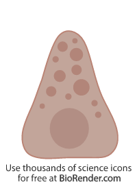 Free Pulmonary neuroendocrine cell (PNEC) Icons, Symbols & Images ...