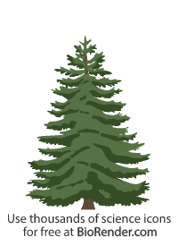 Free Tree (coniferous) Icons, Symbols & Images | BioRender