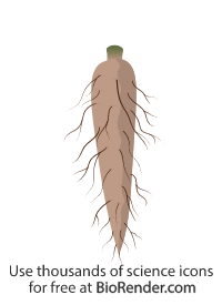 Free Roots (storage) Icons, Symbols & Images | BioRender