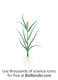 Free Grass (tall, with roots) Icons, Symbols & Images | BioRender