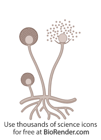 Free Mucor (releasing spores) Icons, Symbols & Images | BioRender