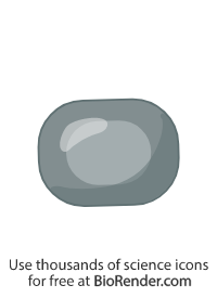 Free Coccidioides (spore) Icons, Symbols & Images | BioRender