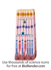 Free Retina Icons, Symbols & Images | BioRender