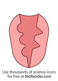 Free Na⁺/K⁺ pump Icons, Symbols & Images | BioRender