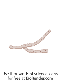 Free Fungi Icons, Symbols & Images | BioRender