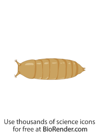 Free Drosophila pupae Icons, Symbols & Images | BioRender