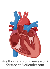 Free Heart (hypertrophic left ventricle) Icons, Symbols & Images ...