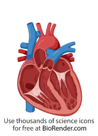 Free Heart (dilated cardiomyopathy) Icons, Symbols & Images | BioRender