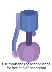 Free Enzymes Icons, Symbols & Images | BioRender