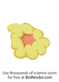 Free Corpus luteum (1. developing) Icons, Symbols & Images | BioRender