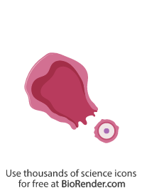 Free Follicle (5. ruptured) Icons, Symbols & Images | BioRender
