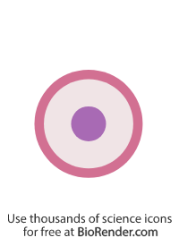 Free Embryology Icons, Symbols & Images | BioRender