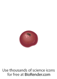 Free Merkel cell carcinoma (skin cancer) Icons, Symbols & Images ...