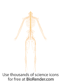 Free Nervous system Icons, Symbols & Images | BioRender