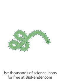 Free Ebola Icons, Symbols & Images | BioRender