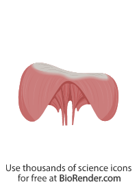 Free Diaphragm Icons, Symbols & Images | BioRender