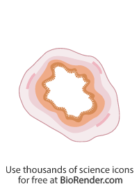 Free Intestine cross-section (colon) Icons, Symbols & Images | BioRender