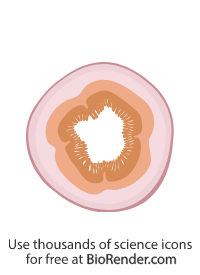 Free Intestine cross-section (ileum) Icons, Symbols & Images | BioRender