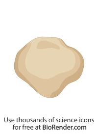 Free Patella Icons, Symbols & Images | BioRender