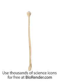 Free Fibula Icons, Symbols & Images | BioRender