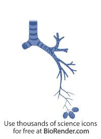 Free Respiratory System Icons, Symbols & Images | BioRender