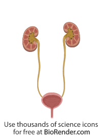 Free Urinary tract Icons, Symbols & Images | BioRender