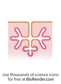 Free Exocrine gland (compound tubuloalveolar gland) Icons, Symbols ...