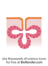 Free Exocrine gland (simple branched alveolar) Icons, Symbols & Images ...