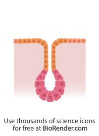 Free Exocrine gland (simple alveolar) Icons, Symbols & Images | BioRender
