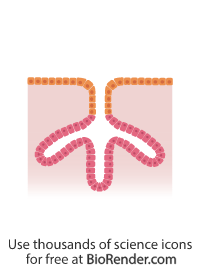 Free Exocrine gland (simple branched tubular) Icons, Symbols & Images ...