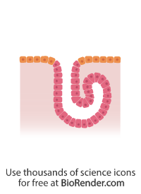Free Exocrine gland (simple coiled tubular) Icons, Symbols & Images ...