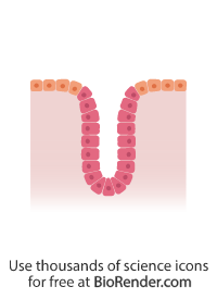 Free Exocrine gland (simple tubular) Icons, Symbols & Images | BioRender