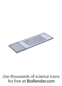 Free Microscope slide (with grid sample) Icons, Symbols & Images ...