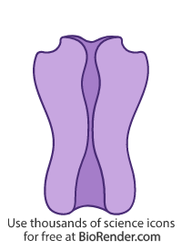 Free Ion channel (ligand-gated, closed) Icons, Symbols & Images | BioRender