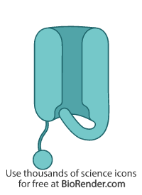 Free Ion channel (voltage-gated, resting) Icons, Symbols & Images ...