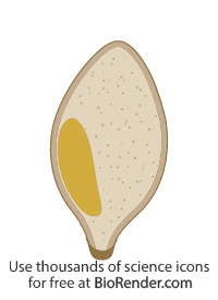 Free Grain kernel Icons, Symbols & Images | BioRender