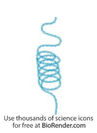 Free Chromatin (condensed loops) Icons, Symbols & Images | BioRender