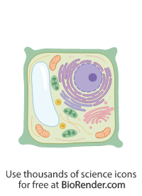 Free Plant cell Icons, Symbols & Images | BioRender