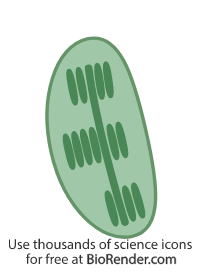 Free Chloroplast (2D) Icons, Symbols & Images | BioRender