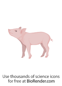 Free Piglet Icons, Symbols & Images | BioRender