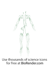 Free Lymphatic system Icons, Symbols & Images | BioRender